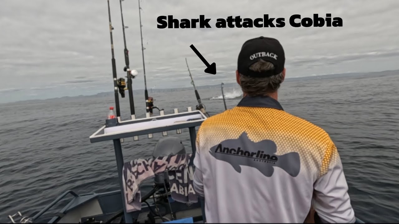 Catching Cobia & Snapper - Offshore Fishing Gold Coast - YouTube