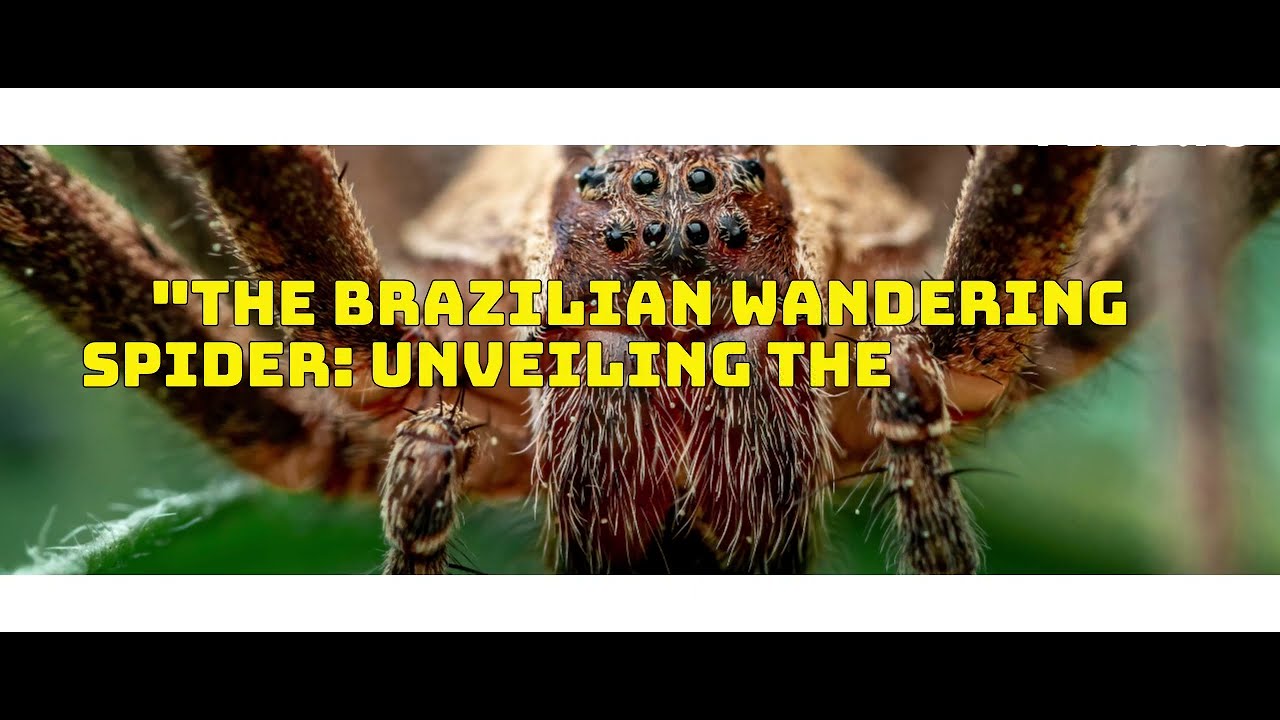 The Brazilian Wandering Spider: Unveiling the World's Most Dangerous Spider - YouTube