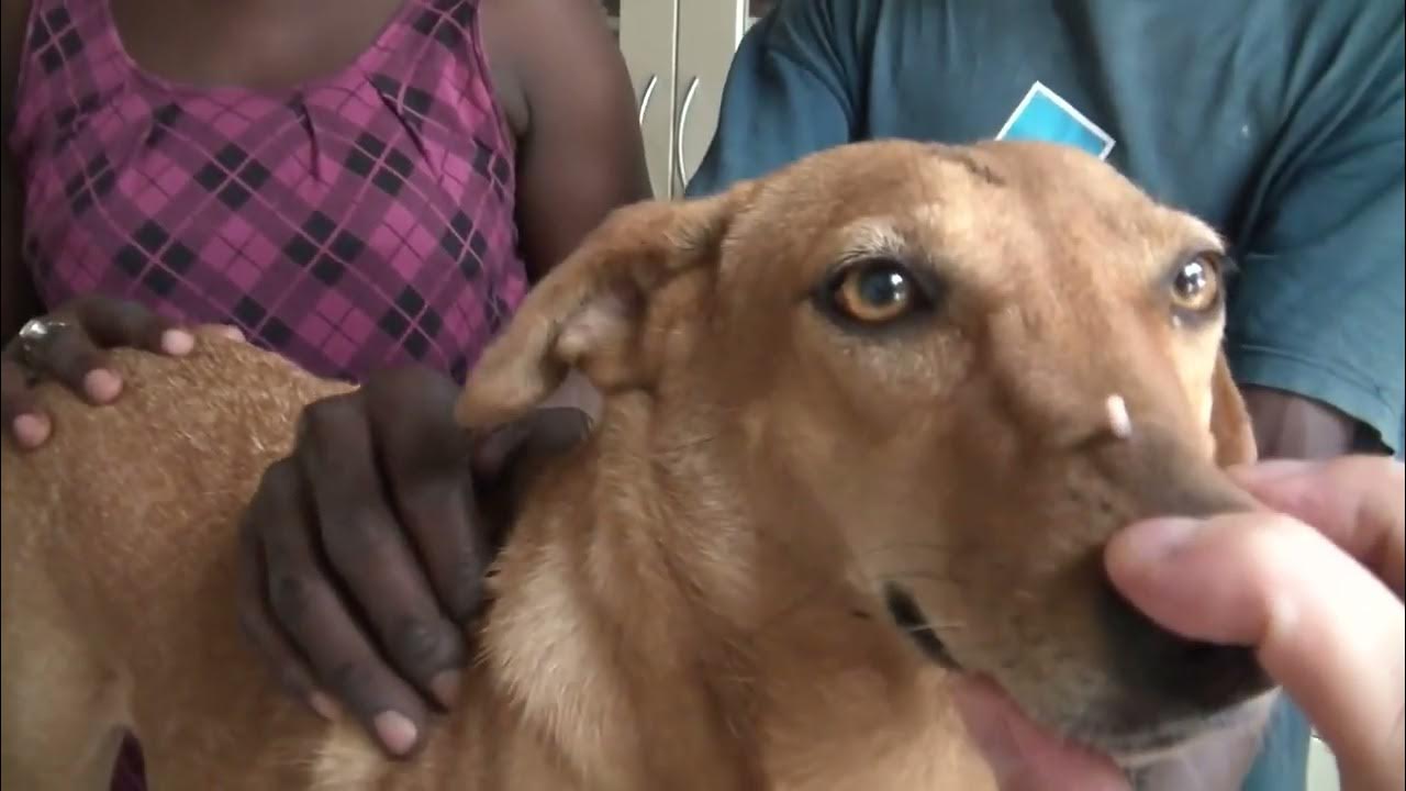 Mathilda A Lump On Her Nose Parasites Youtube