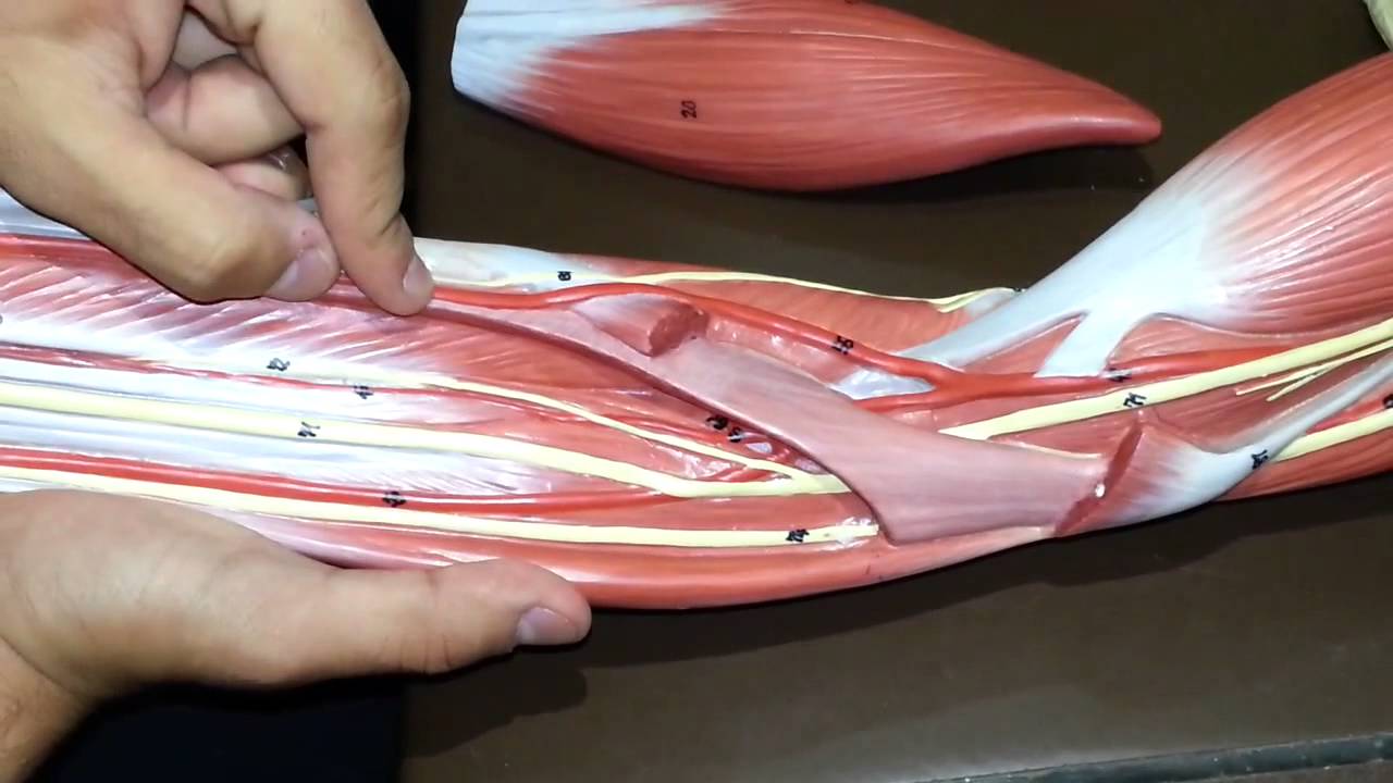 upper limb ( plastic model ) - YouTube