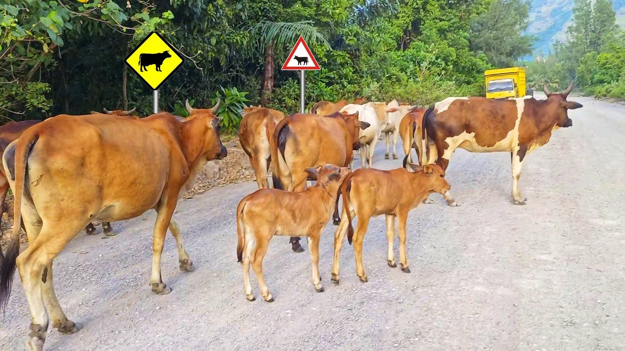 the tame cow and Oxen herder every evening accompanies his cows back to ...