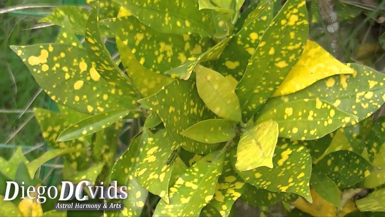 Codiaeum variegatum - Croton Gold Dust (Euphorbiaceae - Crotonoideae ...