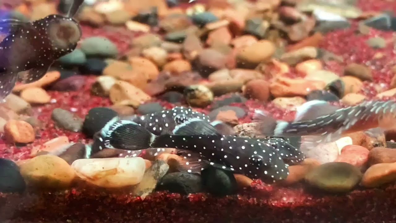 Pleco L183 Starlight - YouTube
