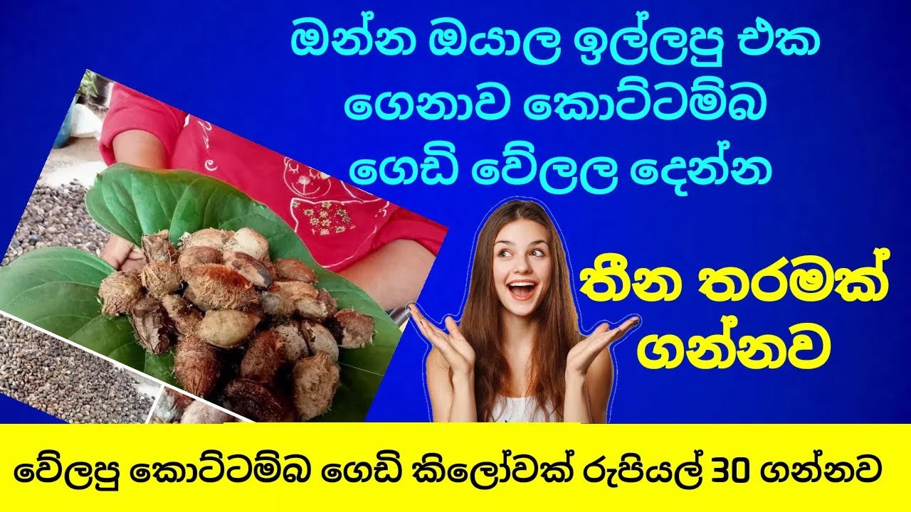 Kottamba seeds business business opportunity - YouTube