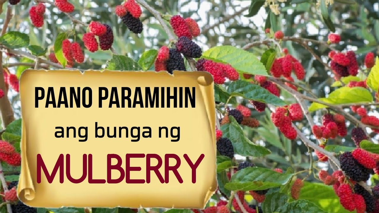 Mulberry in the Philippines 2020 ( Paano paramihin ang bunga ng ...