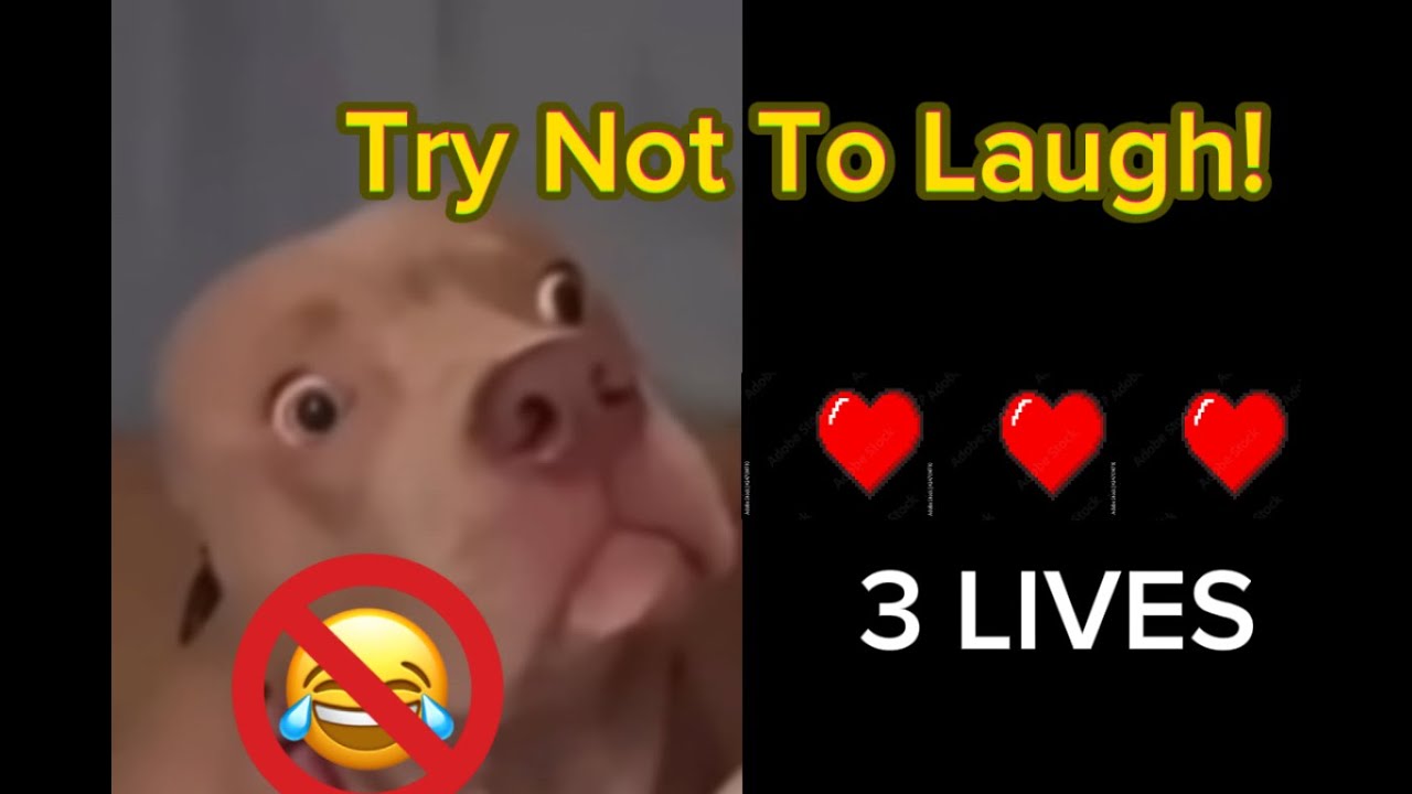 So Funny Your Dog Laughed - 😂 Animal Try Not To Laugh - YouTube