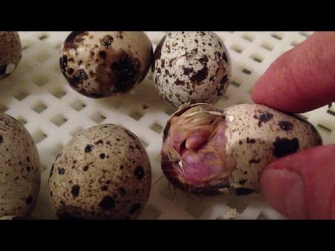 Do not Help a hatching egg | Quail Hatching | Quail Hatching System ...