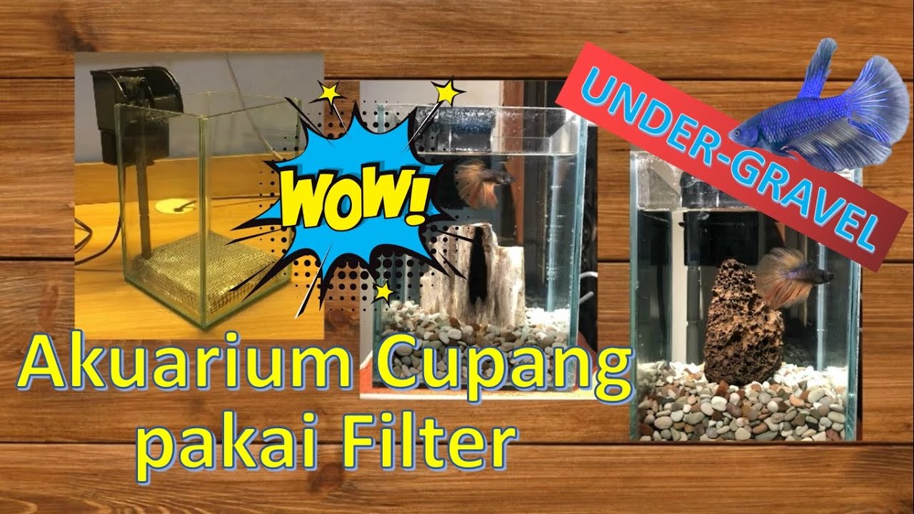 Filter bersih untuk akuarium solitaire ikan cupang, DIY Undergravel ...