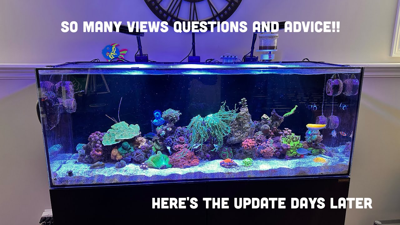 I crashed my reef tank (update) - YouTube