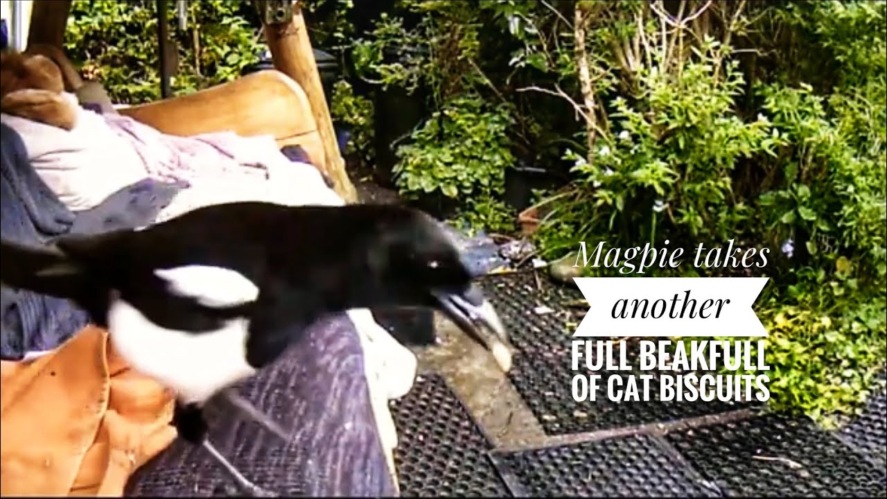 Magpie steals the cat's treat - and then fills his beak again with cat ...