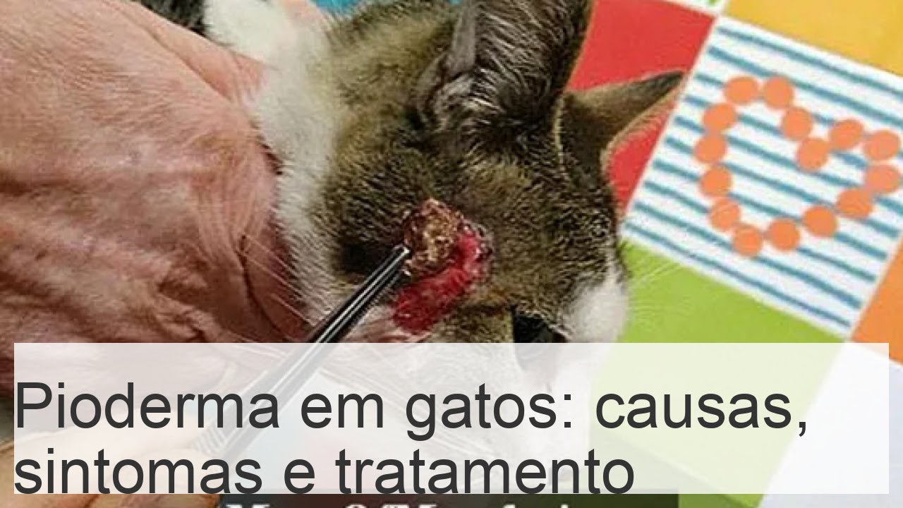 PIODERMA em GATOS - Causas, sintomas e tratamento - YouTube