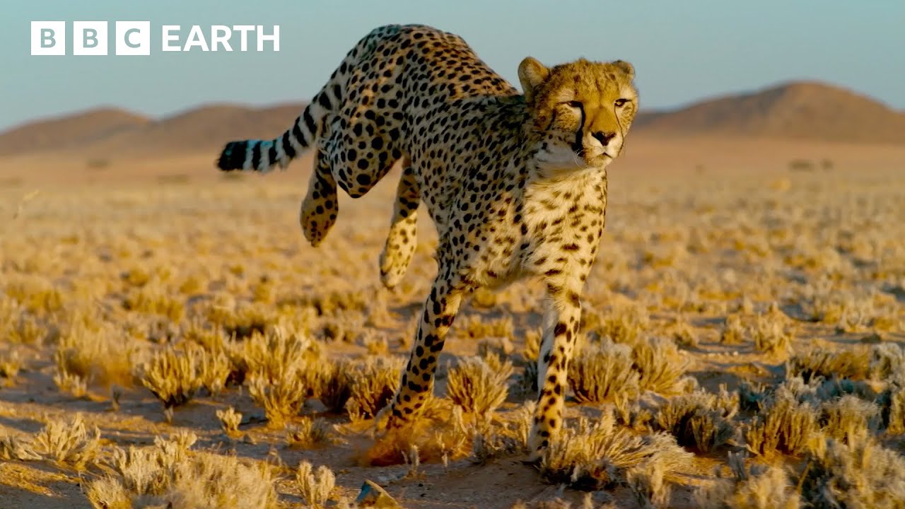 Is This the World's Fastest Cat? | Big Cats Top Facts | BBC Earth Kids ...