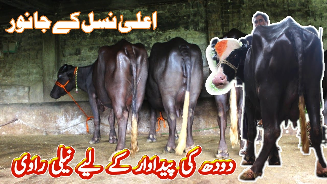 Price of top quality neli ravi buffalo in Pakistan 2024 #animals - YouTube