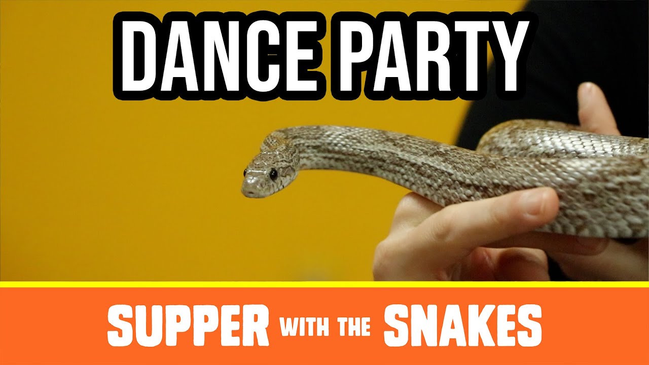 Dance Party! | Supper with the Snakes - YouTube