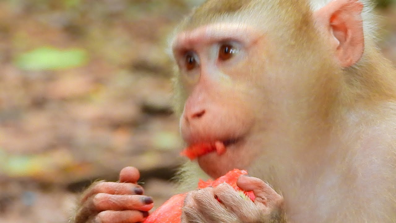 Baby Bon Bon,Monkey Baby Bon Bon makes Cutest Jelly milk bottle and ...