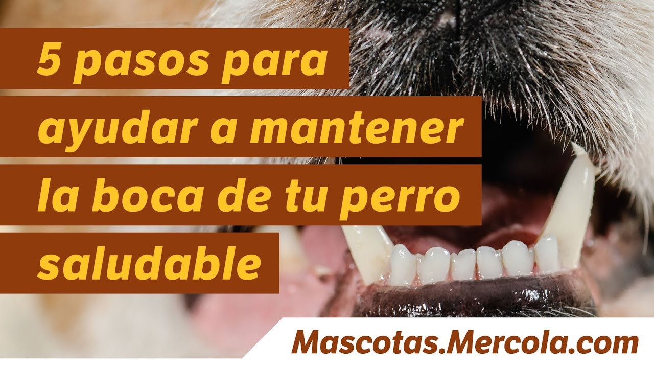 5 pasos para ayudar a mantener la boca de tu perro saludable - YouTube