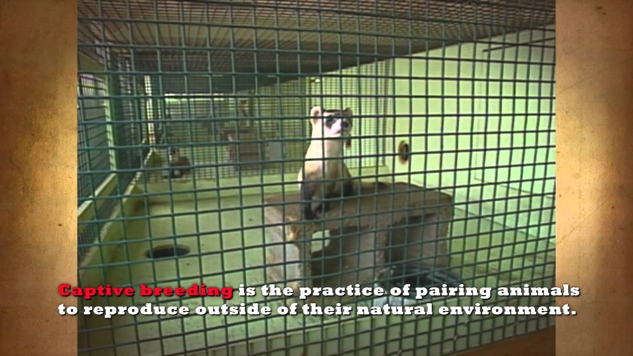 Black-Footed Ferrets: Captive Breeding - YouTube