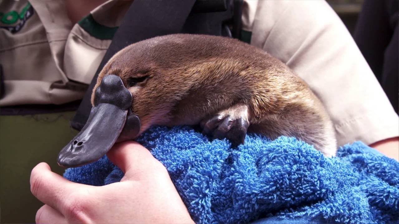 Platypus return to our rivers - YouTube