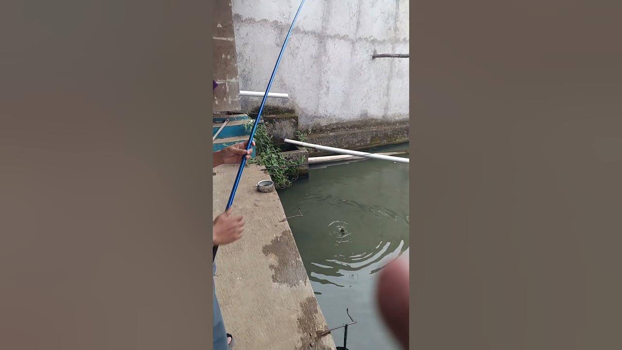 Macing ikan nila di kolam pake umpan lumut gacor #fishing #mancing - YouTube