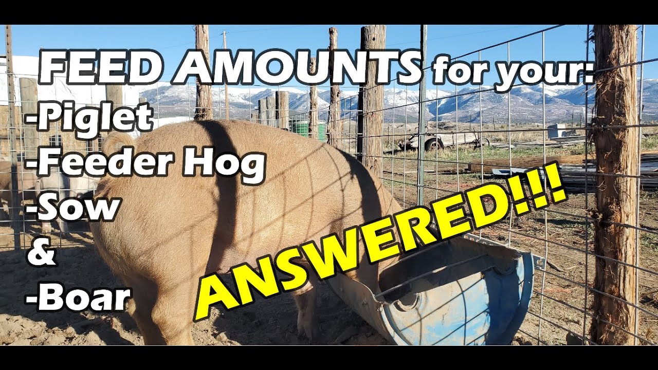 How much daily FEED ration to give your PIG - ANSWERED!!! - YouTube
