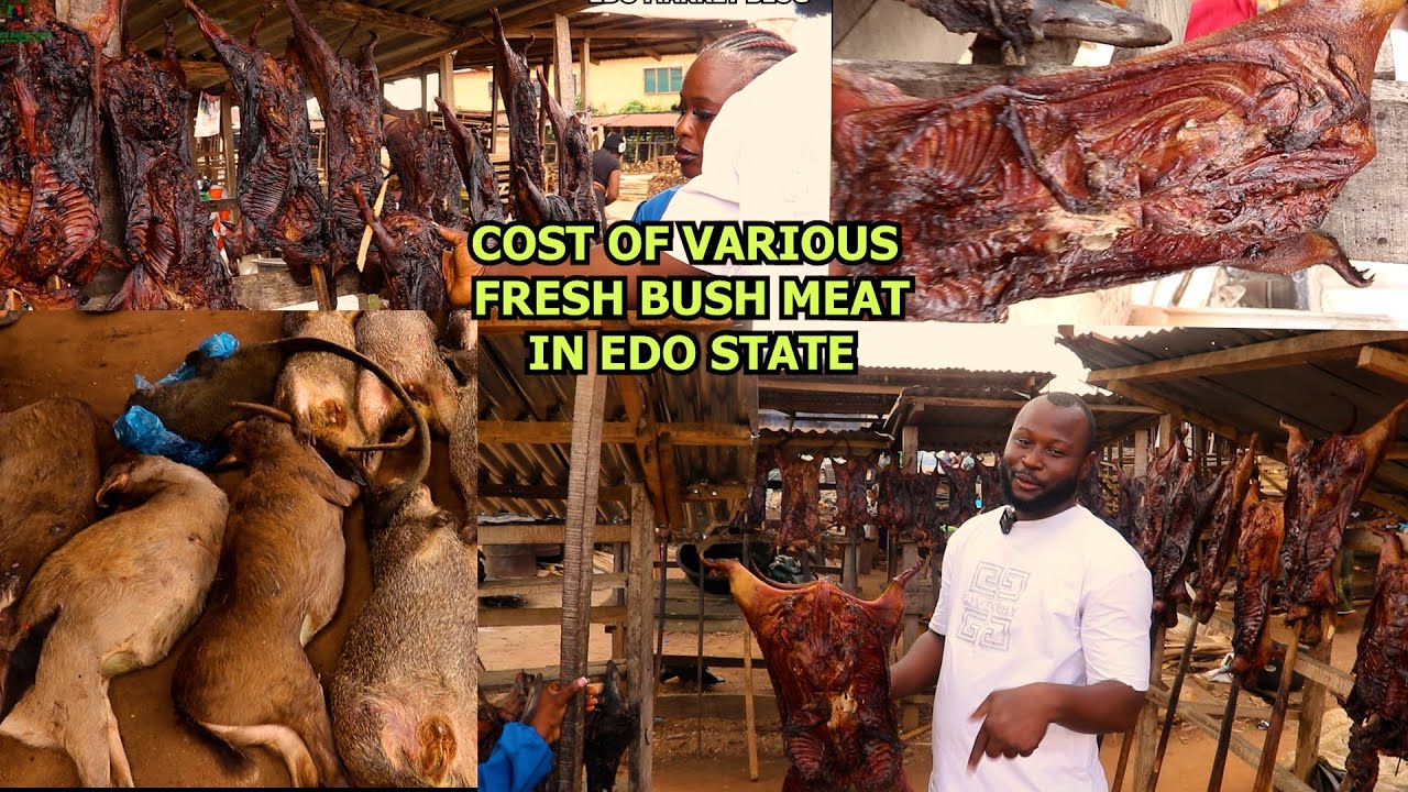 Latest prices of various fresh bush meat antelope pig Python grass ...