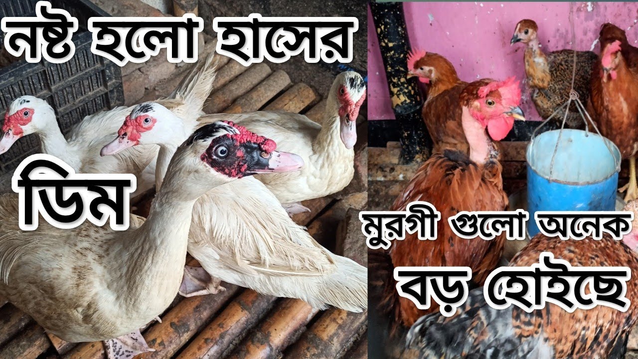 চিনা হাঁসের ডিম নষ্ট হলো কেন!🤔সোনালি মুরগী বাচ্চা। china has. sonali ...