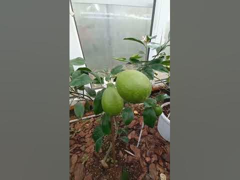 Лучший из лимонов. Лимон Мейера. - YouTube