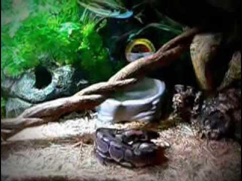 How to keep the humidity up in your Ball Python enclosure. (How to care ...