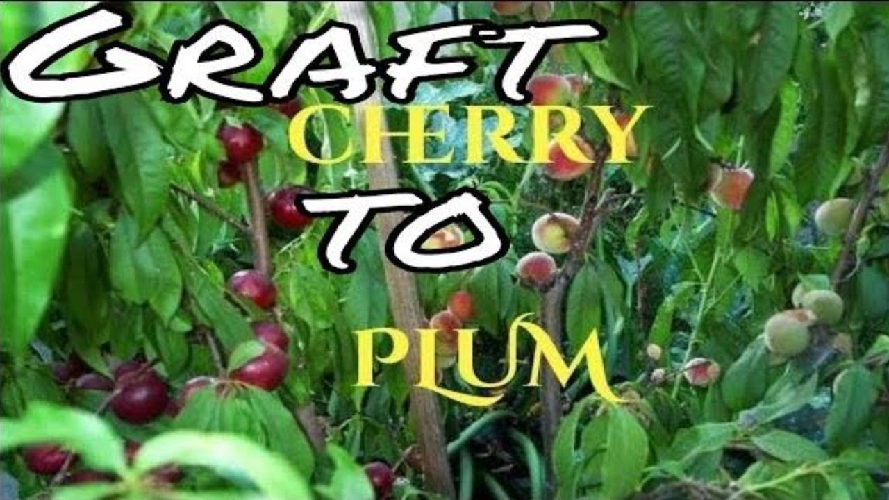 Grafting cherry onto plum tree - an experiment - cross grafts - YouTube
