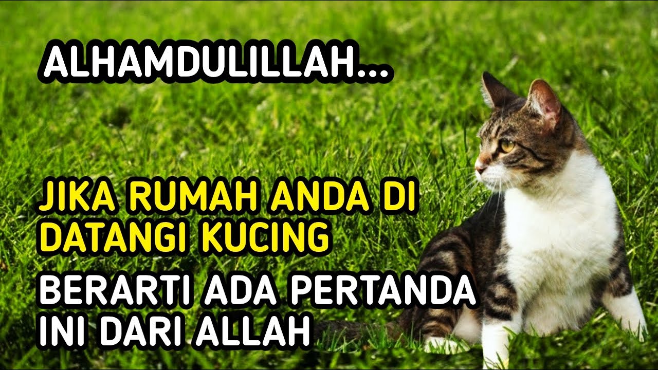 Arti Kucing Datang Ke Rumah, Pertanda Penting Bagi Penghuninya ...