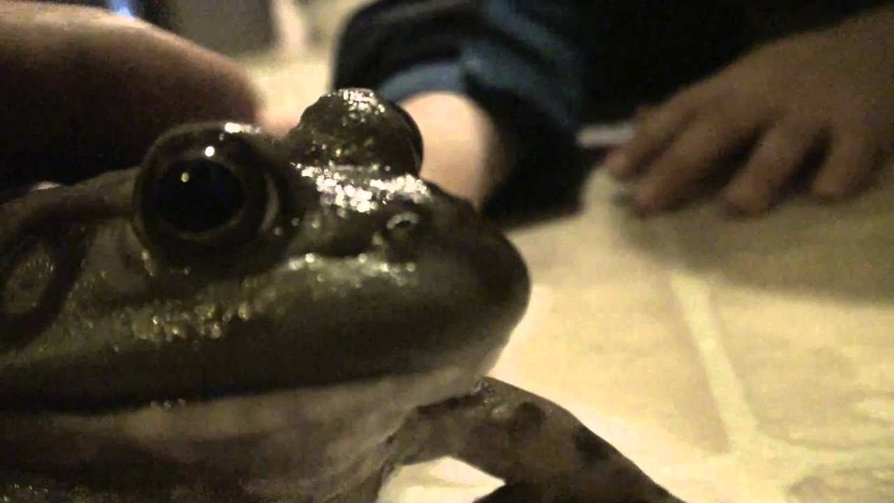 Bullfrog Screaming, Farting, hopping and being funny - YouTube