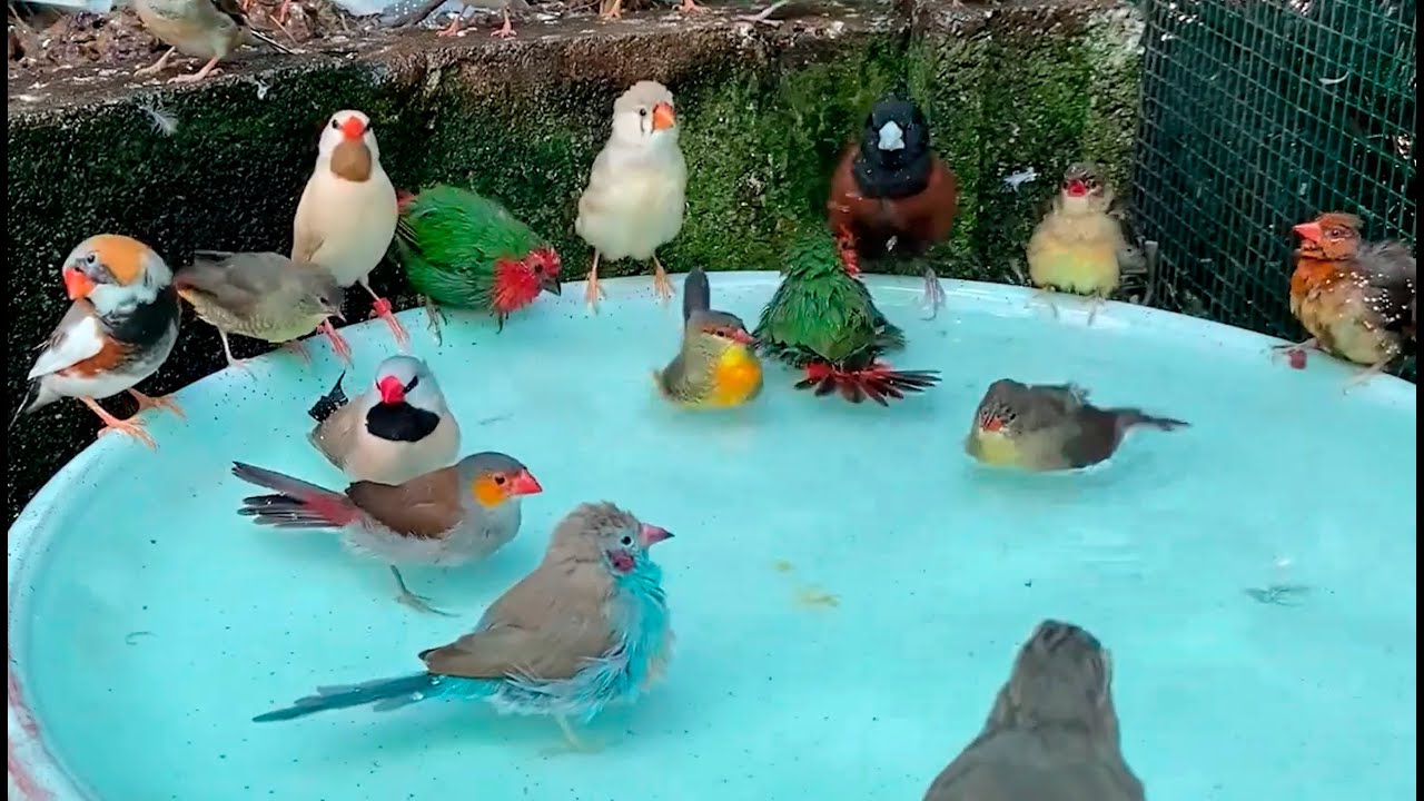 Aviary BATH Time 💦🐤 (Birds Cooling Off) - YouTube