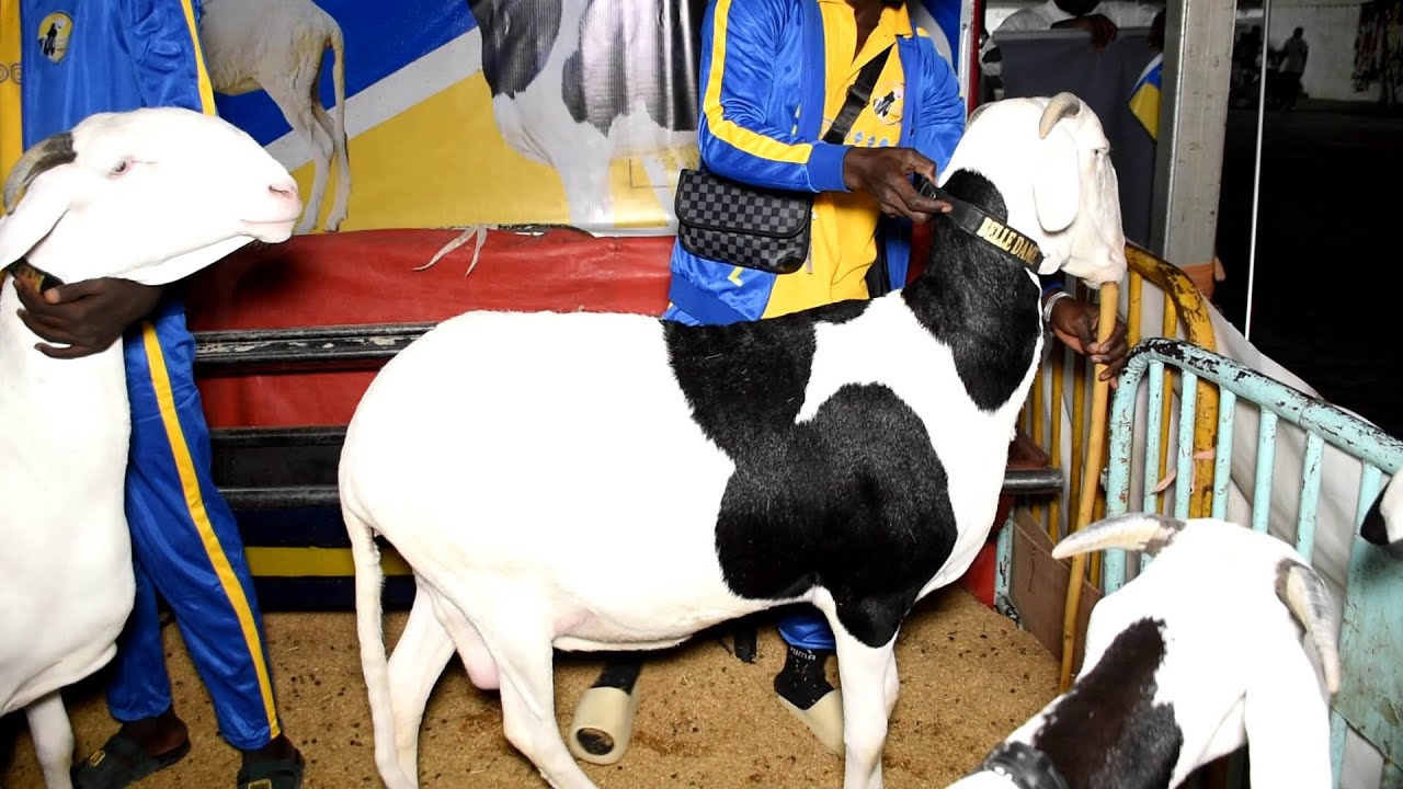 Bergerie Sokhna Daba Touba Sam Fall - YouTube