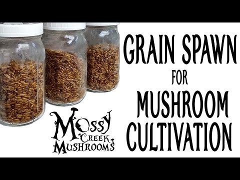Grain Spawn for Mushroom Cultivation 🍄How to grow Mushrooms Series🍄 Mossy Creek Mushrooms