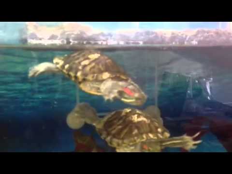 Lovely turtles - YouTube