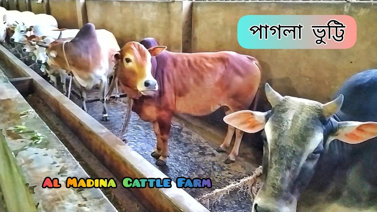 Al Madina Cattle Farm 2022 | Vutti Collection 2022 | Pagla Vutti Goru ...