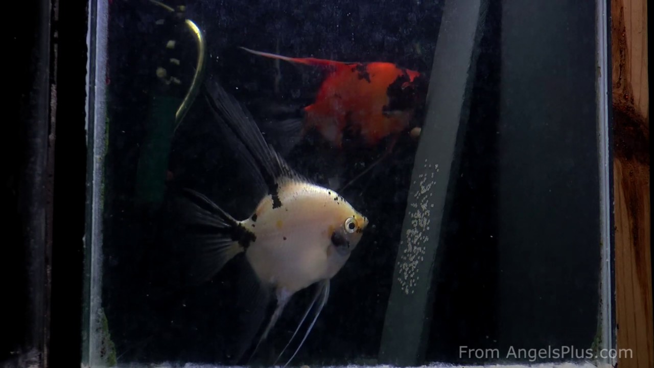 Koi Angelfish Breeding Pair #2309 - YouTube