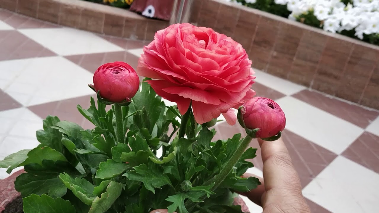 Renu plus flower - YouTube