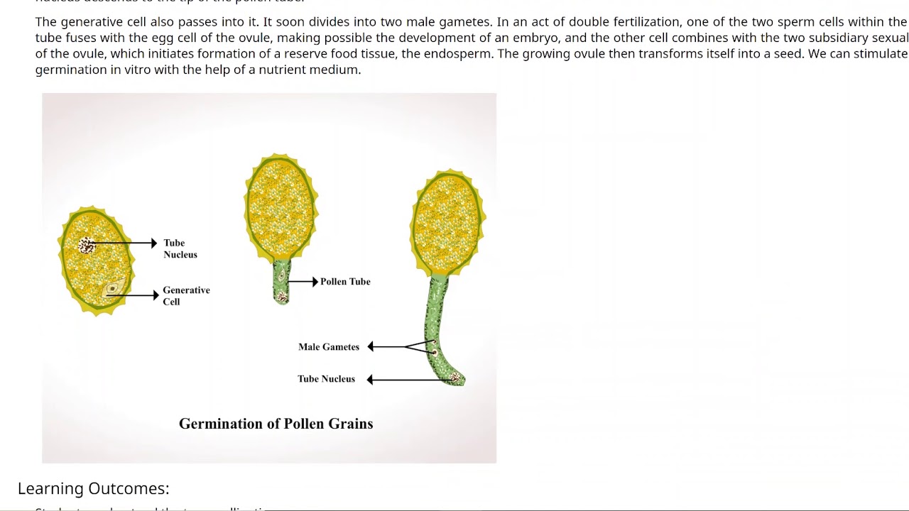 12th Practical | Experiment 1 | Study of Pollen Germination - YouTube