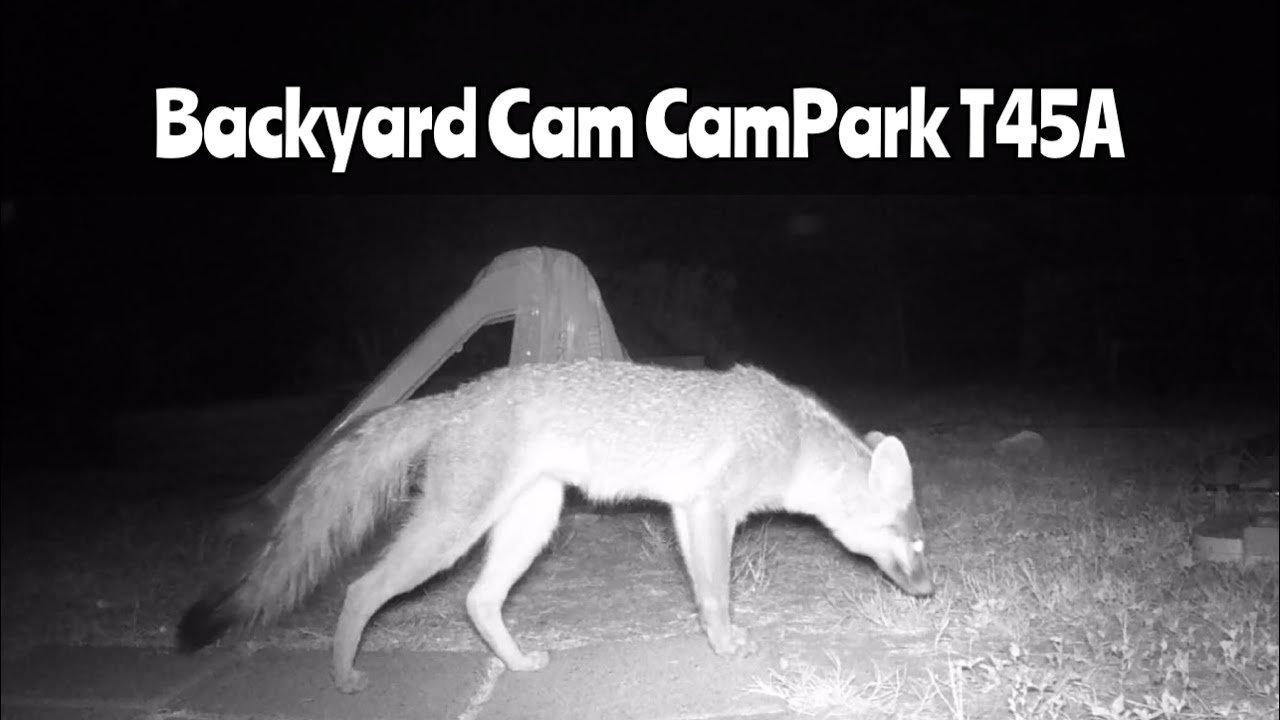 Backyard Cam #2: CamPark T45 A Trail Camera July 16-23, 2023 - YouTube