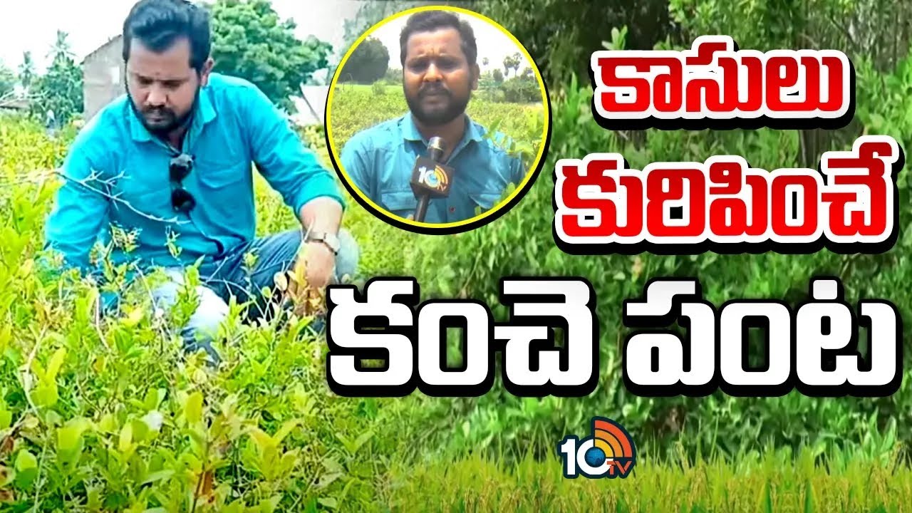 కాసులు కురిపించే కంచె పంట | Karonda Tree Cultivation | Matti Manoishi ...