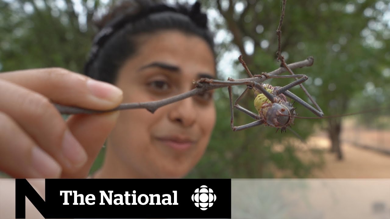 DNA barcode project aims to catalog Earth’s biodiversity - YouTube