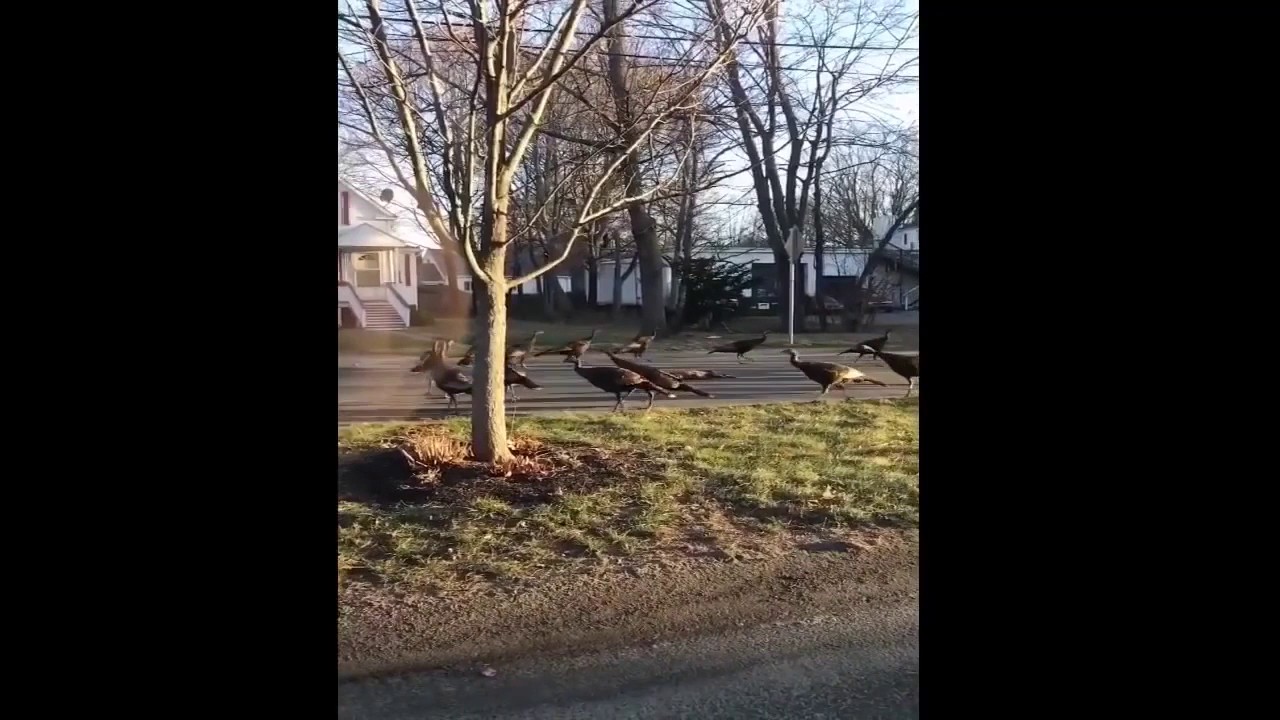 Turkey Death March - Oh Death - YouTube