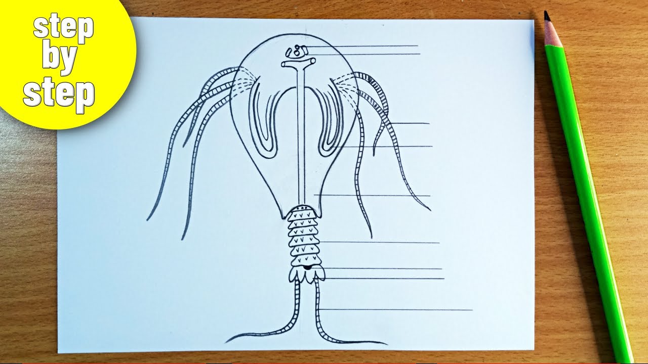 Apus diagram drawing || how to draw Apus diagram drawing || tadpole ...