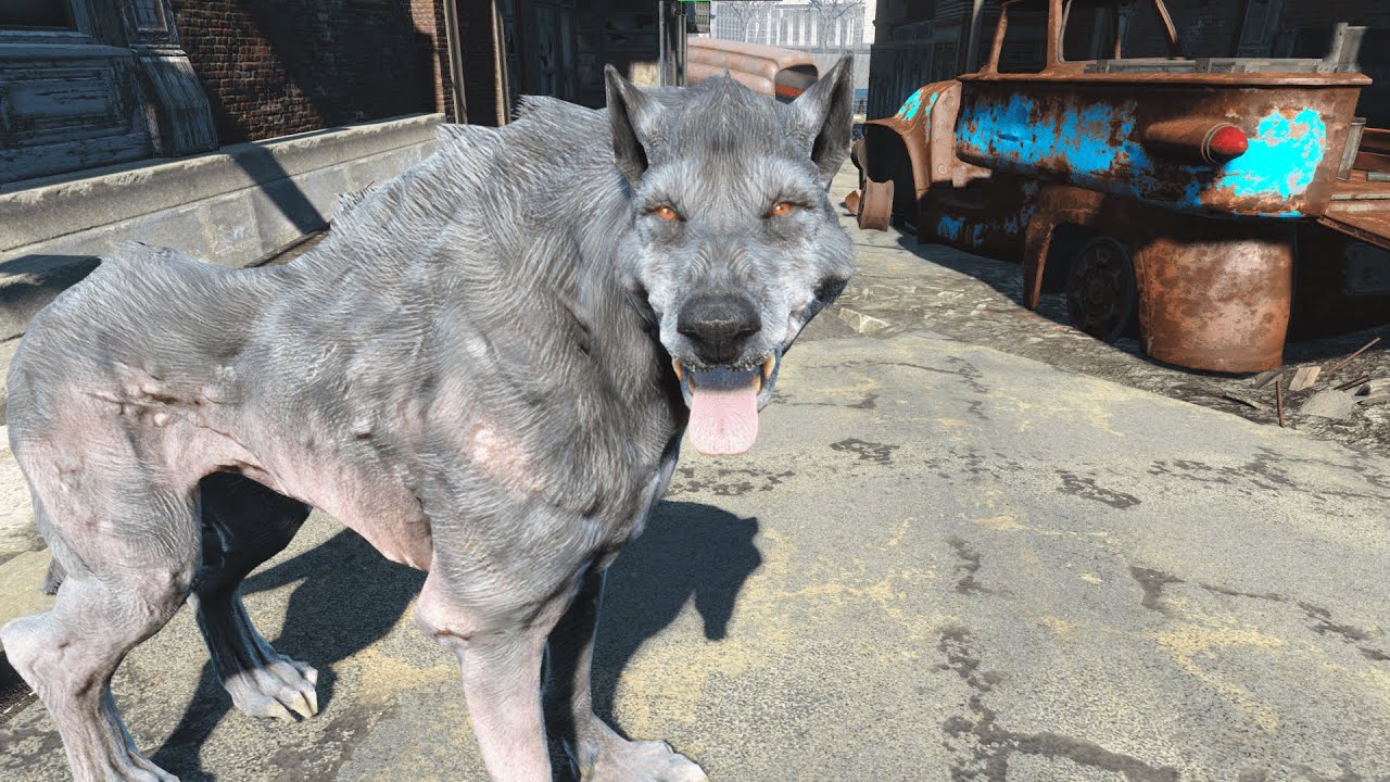 Wolves in Fallout 4 Are Super Cute-ish - YouTube