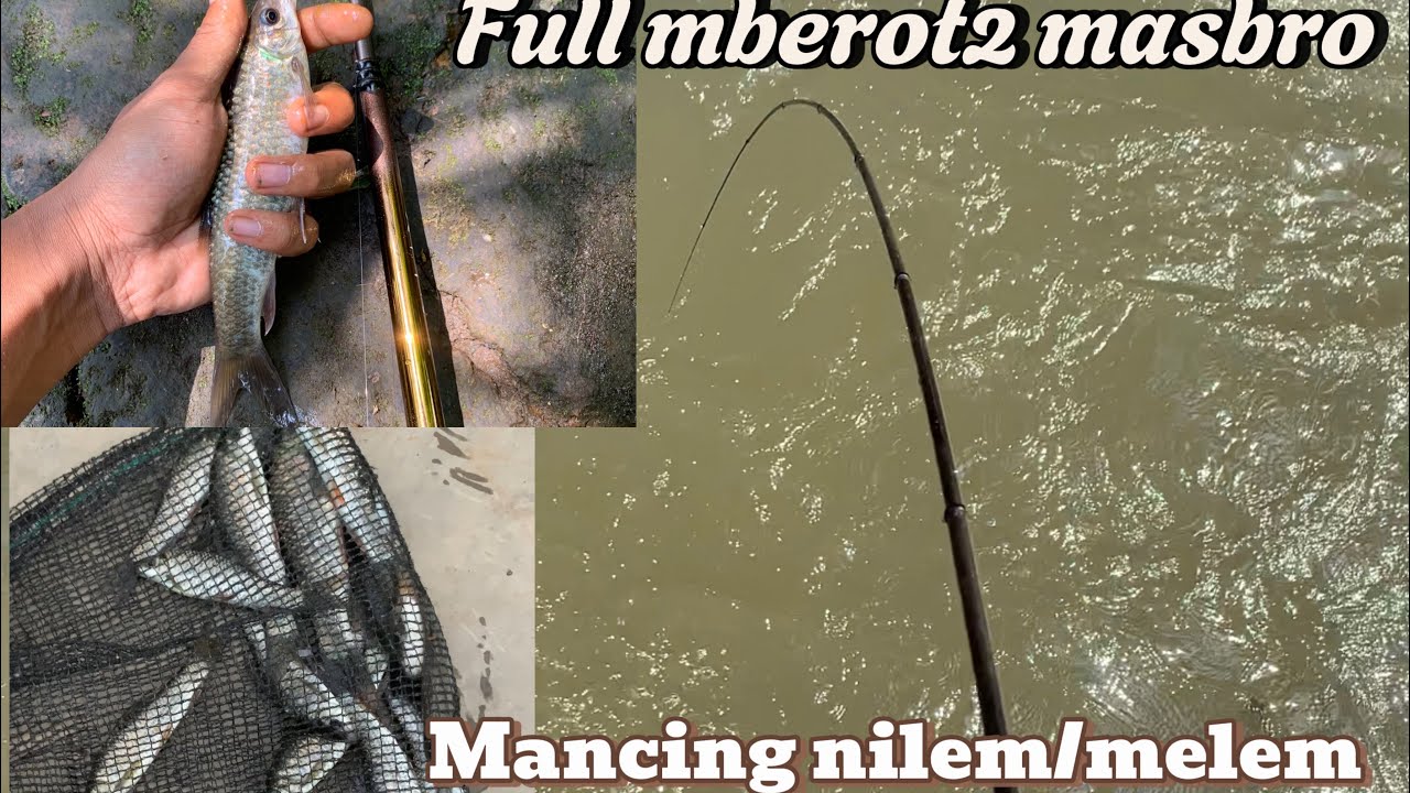 Full strike Mancing ikan melem/ nilem tekhnik nutul/ dasaran umpan ...