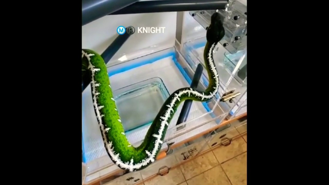 Python- Shade Of Green Tree || Ⓜ️®️ KNIGHT || Green Python || - YouTube