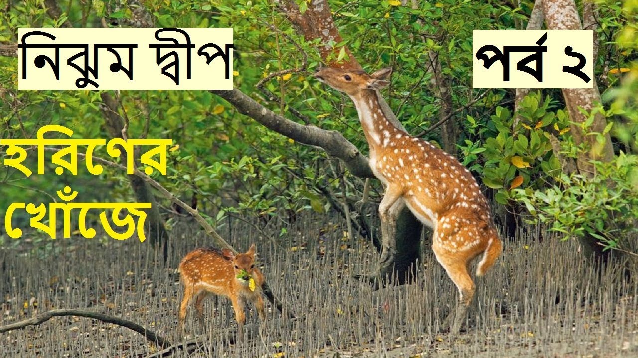 Nijhum Dwip Ep.2।হরিণের খোঁজে নিঝুম দ্বীপে। nijhum dwip। nijhum dip ...