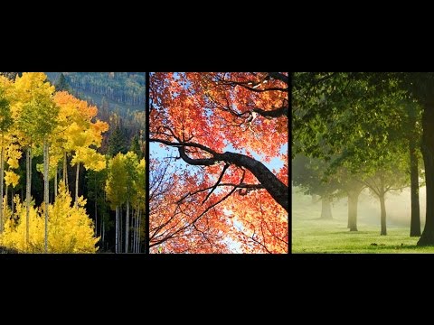 2015 Arbor Day Awards--Frederick Law Olmsted Award: Dr. Nina Bassuk