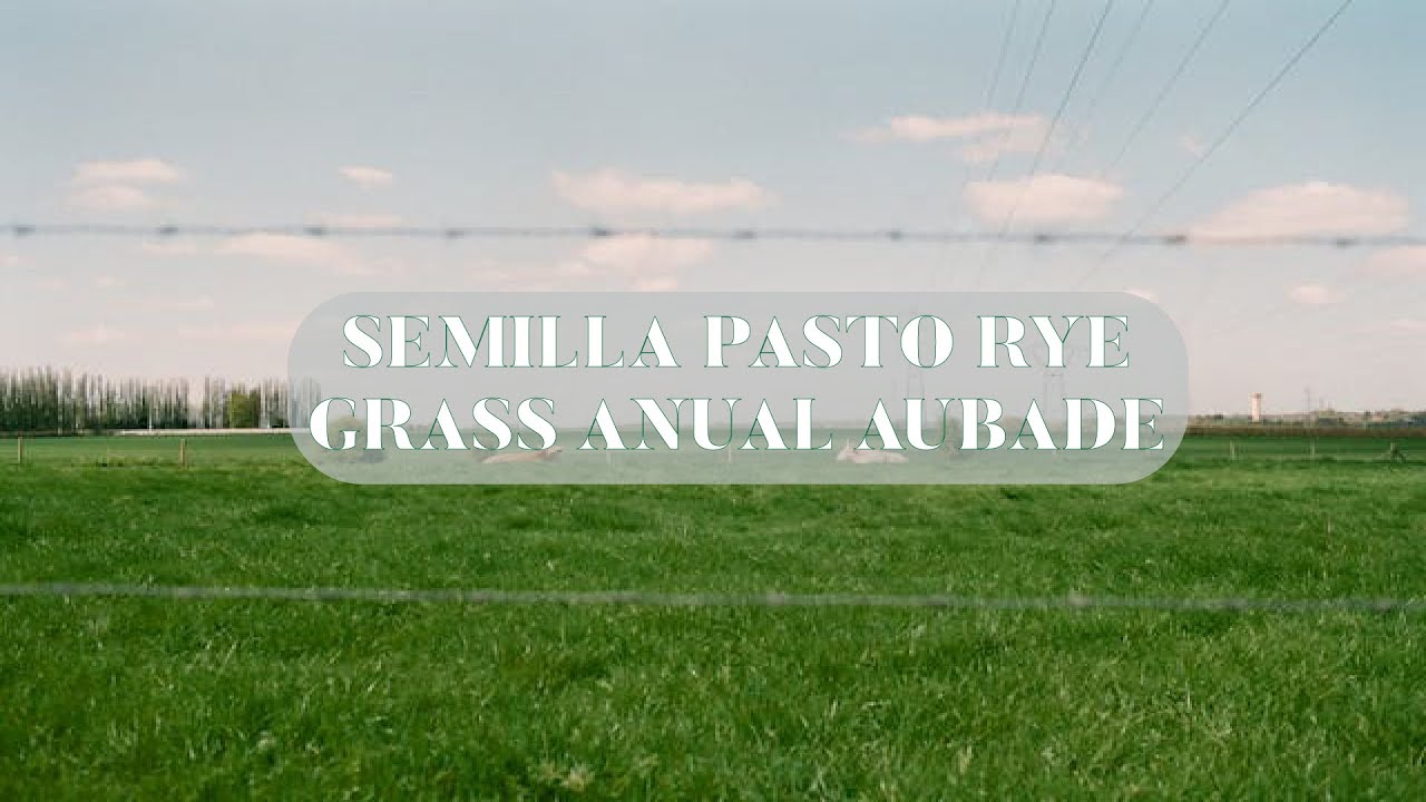 SEMILLA PASTO RYE GRASS ANUAL AUBADE #granja#life#alimento - YouTube